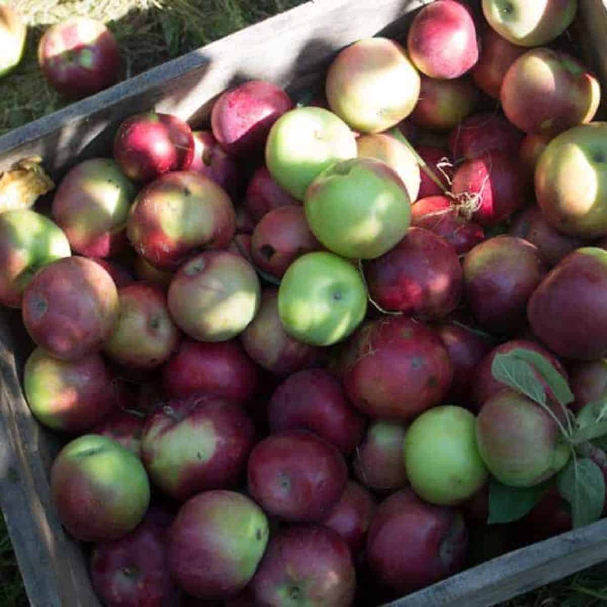 Apple picking Quebec Guide and Recipe to Make with Your Apples