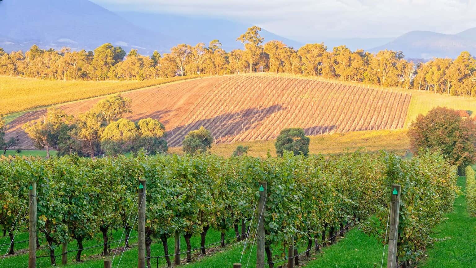 10 Best Wine Regions in the World and When You Should Visit Them - We ...