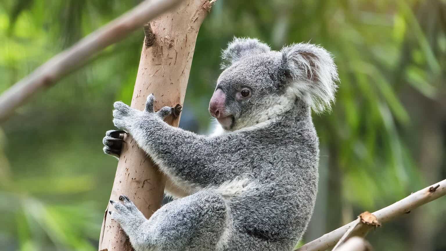 10 Places to See Koalas in the Wild on International Koala Day - We Travel, We Bond