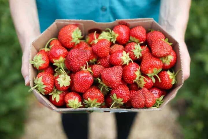 Strawberry Picking in Quebec Guide